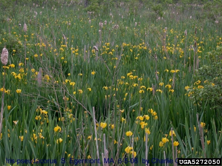 pale yellow iris, yellow flag iris (Iris pseudacorus L.)