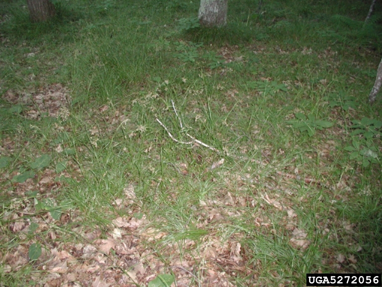 oakforest woodrush (Luzula luzuloides (Lam.) Dandy & Wilmott)