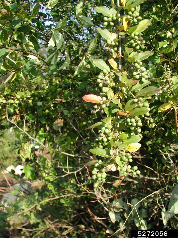 border privet (Ligustrum obtusifolium Sieb. & Zucc.)