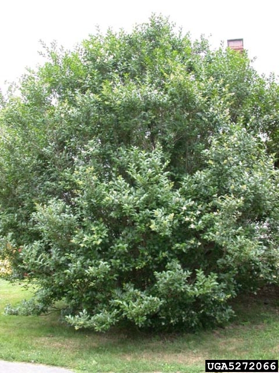 European privet (Ligustrum vulgare L.)