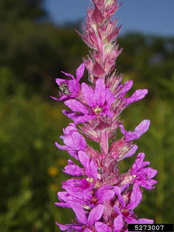 purple loosestrife (Lythrum salicaria), Lythrum salicaria (Myrtales ...