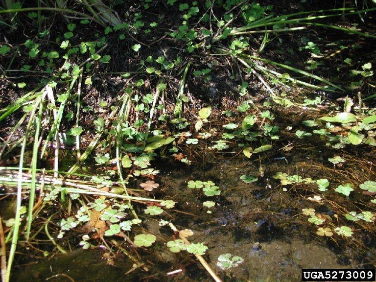 European water-clover (Marsilea quadrifolia L.)