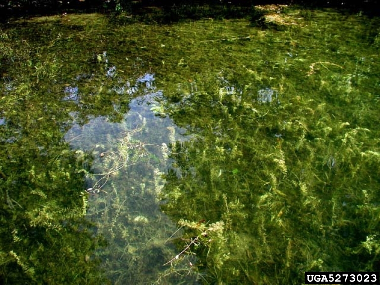 Eurasian watermilfoil (Myriophyllum spicatum)