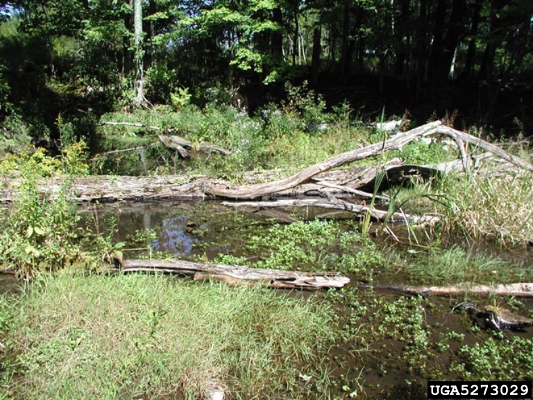 watercress (Nasturtium officinale R. Brown)