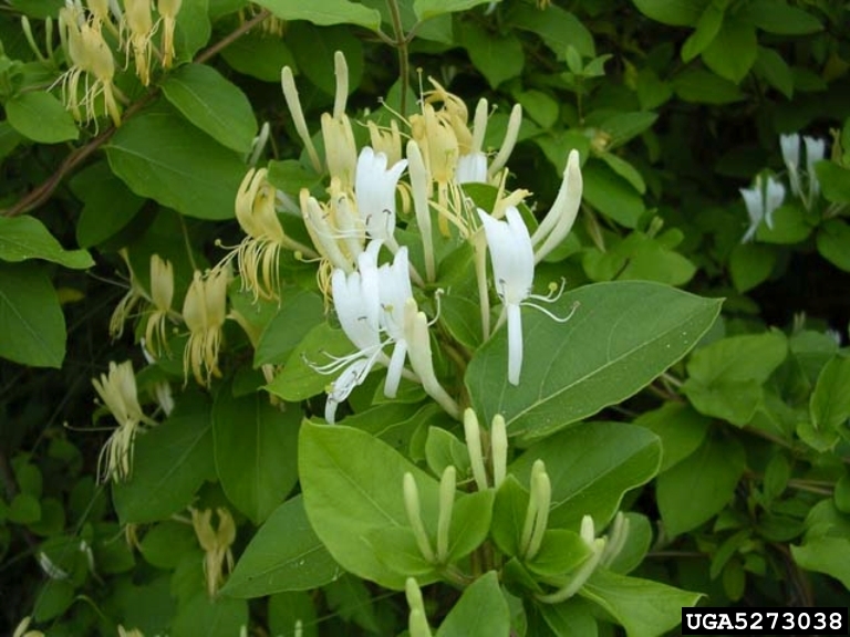 Japanese honeysuckle (Lonicera japonica Thunb.)