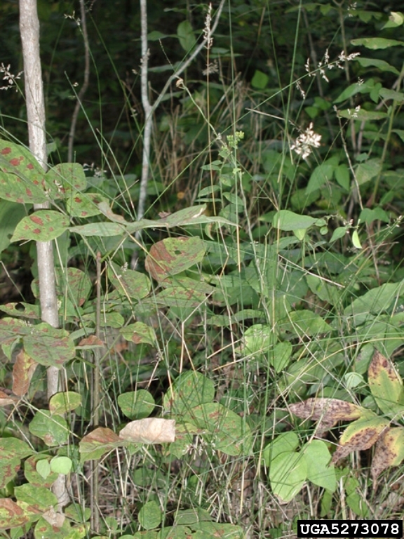 Canada bluegrass (Poa compressa L.)