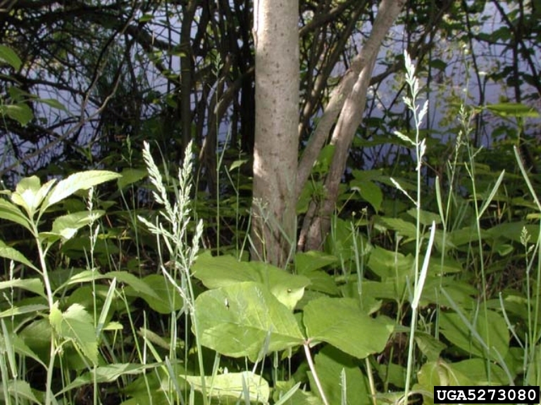 Canada bluegrass (Poa compressa L.)