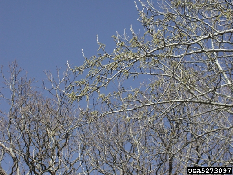 white poplar (Populus alba L.)