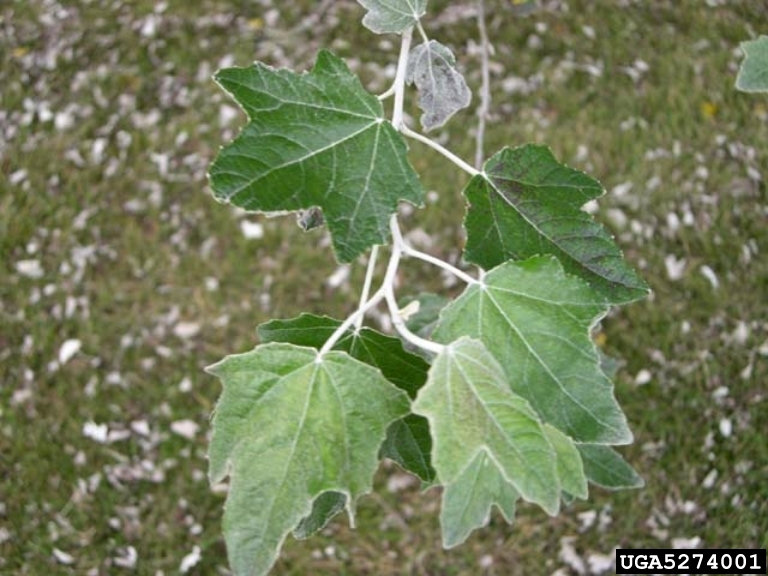 white poplar (Populus alba L.)