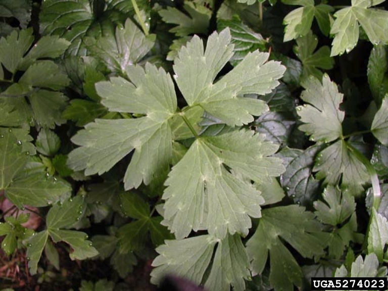 creeping buttercup (Ranunculus repens L.)