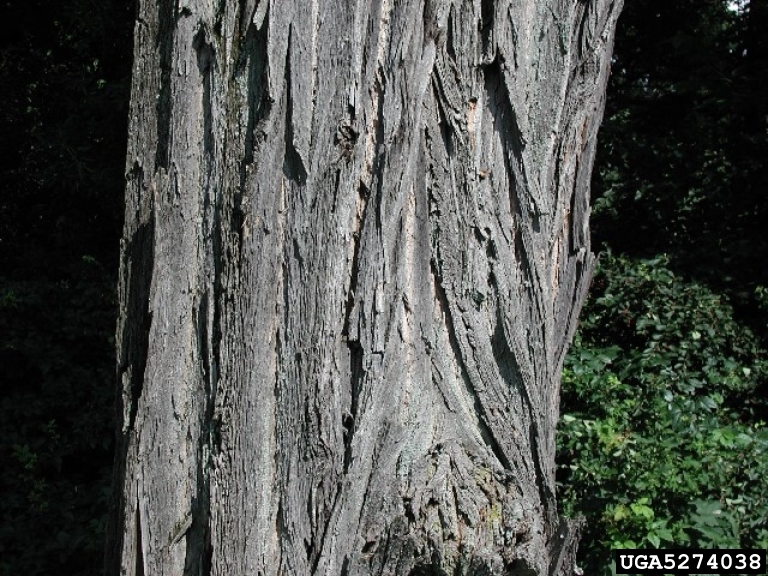 Locust Tree Diseases And Pest