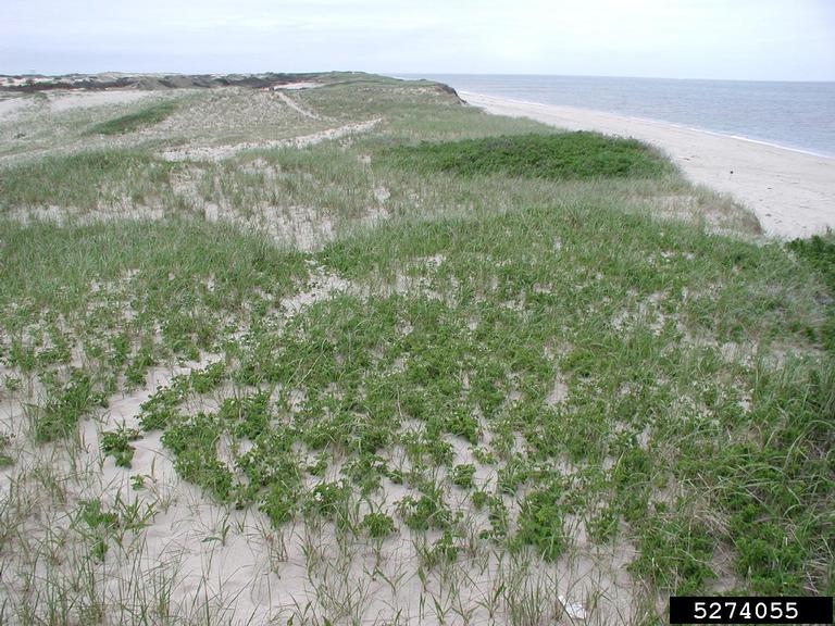 Seaside rose (Rosa rugosa Thunb.)