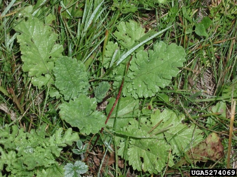 tansy ragwort (Jacobaea vulgaris Gaertn.)
