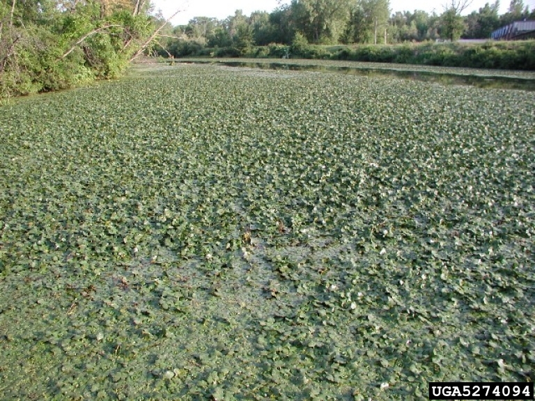 European water chestnut (Trapa natans L.)