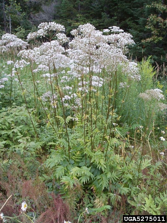 common valerian (Valeriana officinalis L.)