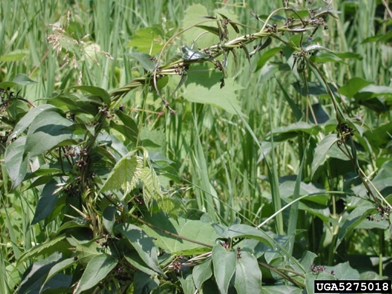 Black dog-strangling vine, black swallowwort (Vincetoxicum nigrum)