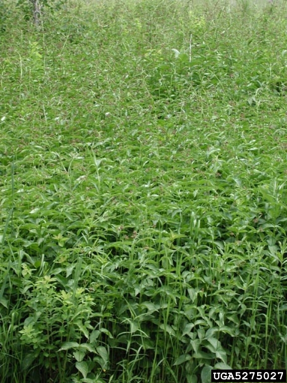 dog-strangling vine, European swallowwort, pale swallow-wort ...