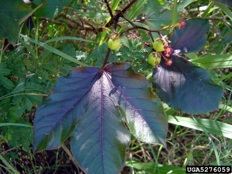 bellyache bush (Jatropha gossypiifolia)