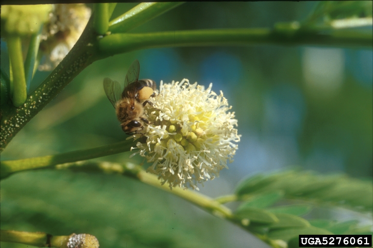 leucaena psyllid (Heteropsylla cubana Crawford, 1914)