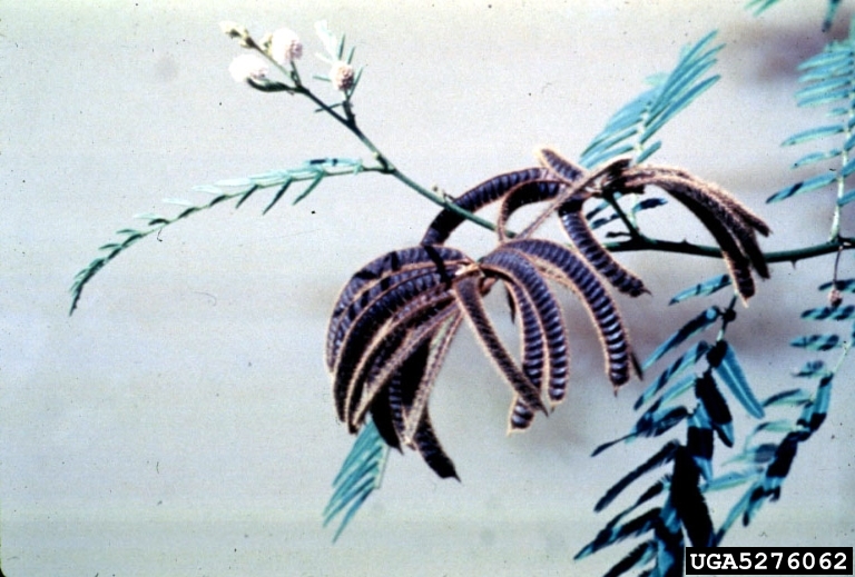leucaena psyllid (Heteropsylla cubana Crawford, 1914)
