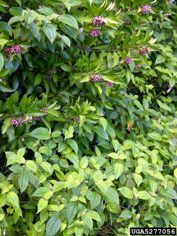 marlberry (Genus Ardisia Sw.)