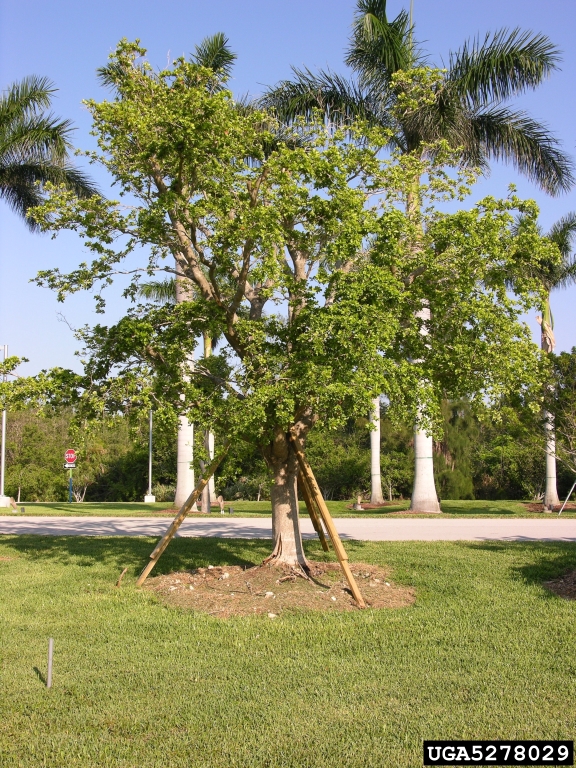 gregorywood (Bucida buceras L.)