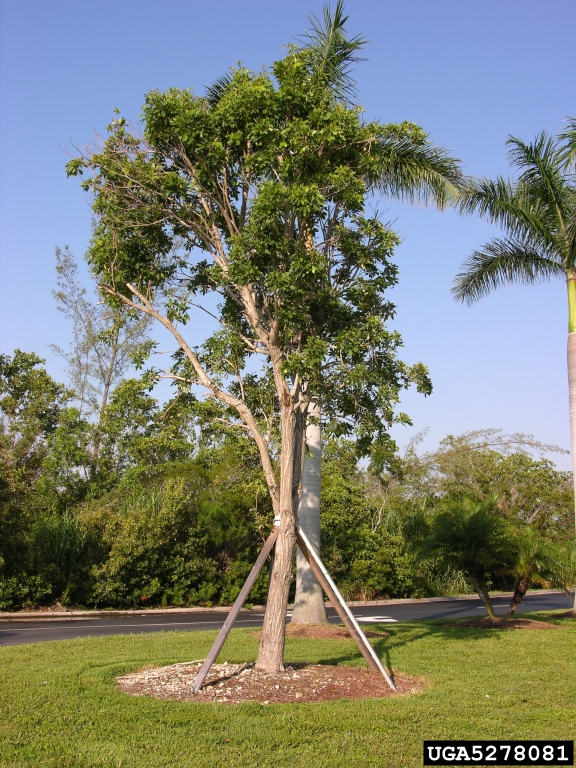 trumpet-tree (Genus Tabebuia Gomes ex DC.)