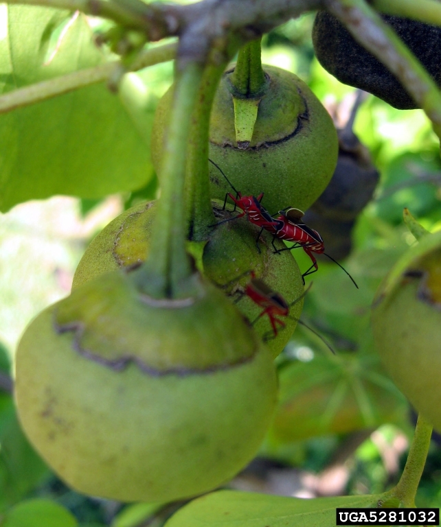 cotton stainer (Dysdercus suturellus (Herrich-Schäffer))
