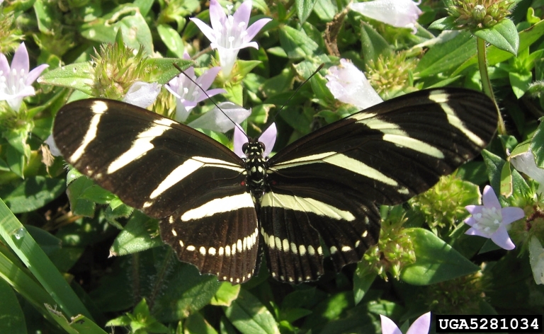 Zebra Heliconian (Heliconius charithonia (Linnaeus, 1767))