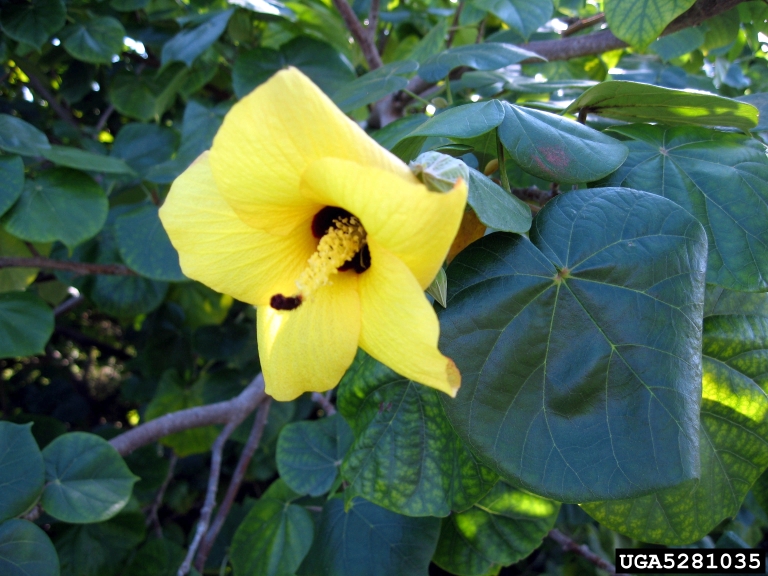 sea hibiscus (Hibiscus tiliaceus)