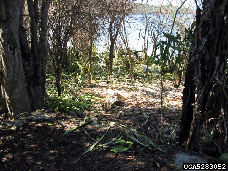 sansevieria (Genus Sansevieria)