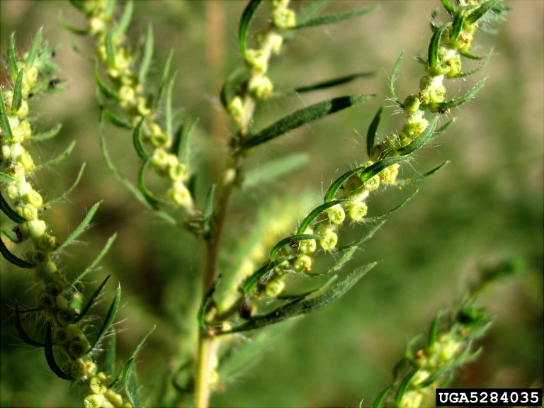 kochia (Bassia scoparia (L.) A.J. Scott)