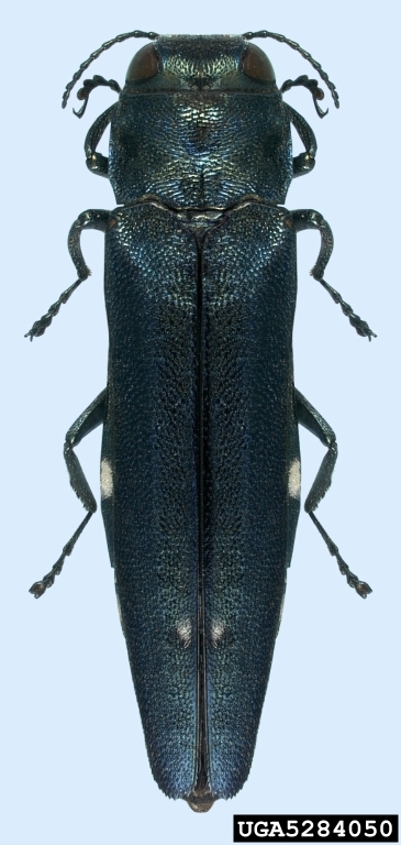 oak splendour beetle (Agrilus biguttatus)