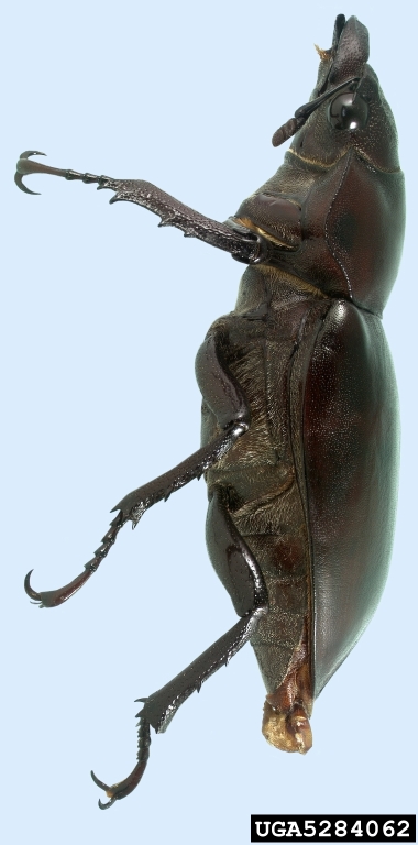 giant stag beetle (Lucanus elaphus)