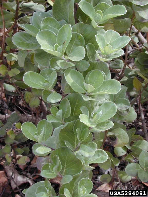 beach vitex (Vitex rotundifolia L. f.)