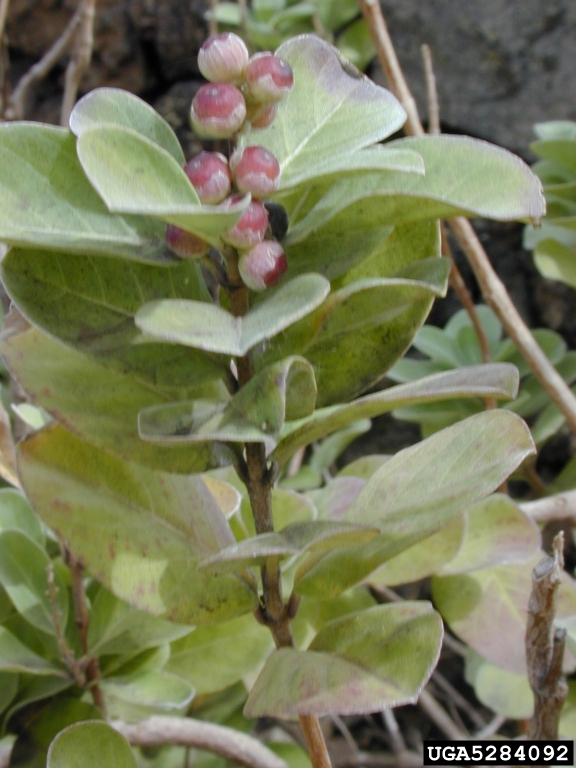 beach vitex (Vitex rotundifolia L. f.)