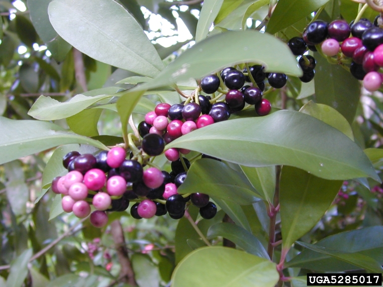shoebutton ardisia (Ardisia elliptica Thunb)