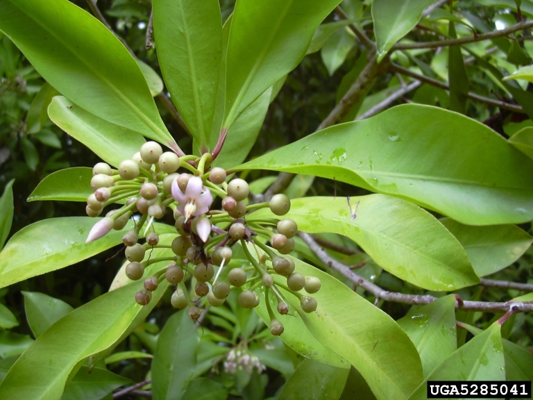 shoebutton ardisia (Ardisia elliptica)
