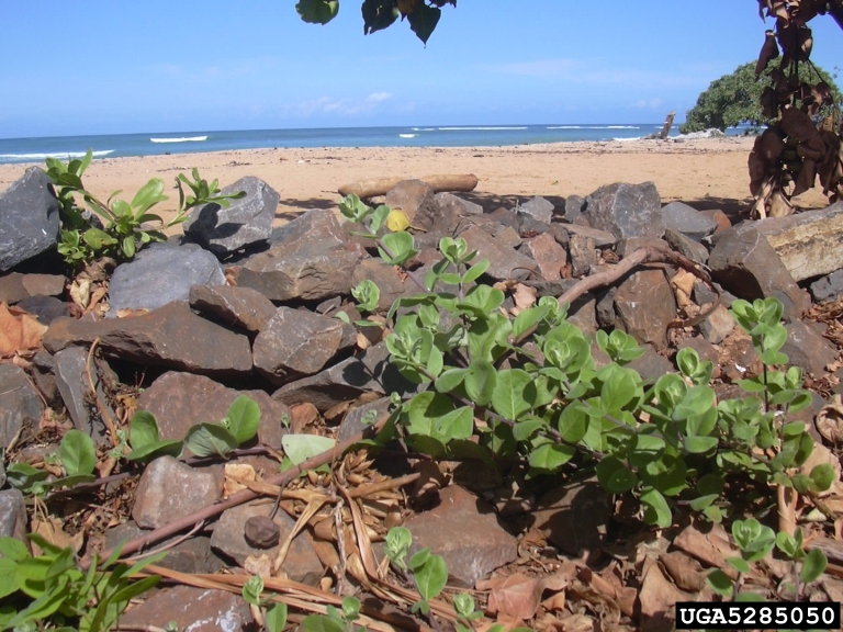 beach vitex (Vitex rotundifolia L. f.)