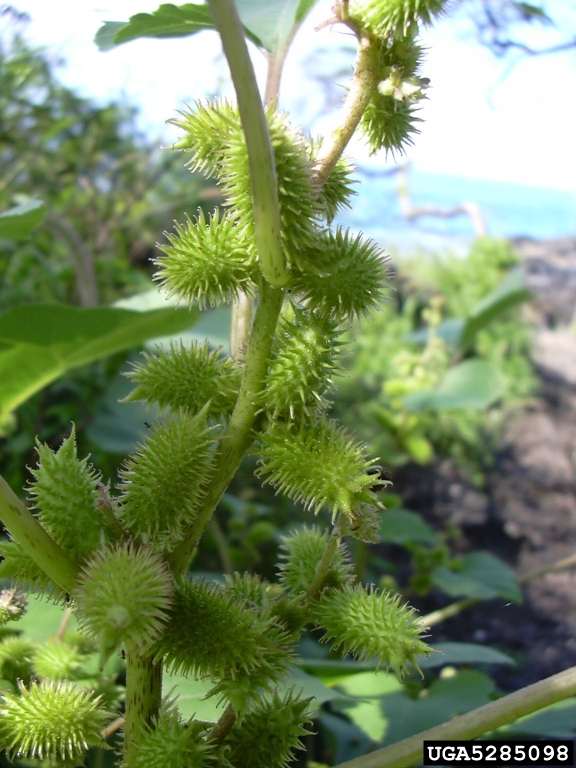 common cocklebur (Xanthium strumarium L.)