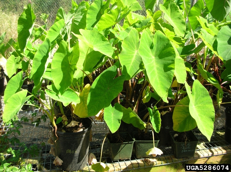 coco yam, wild taro (Colocasia esculenta)