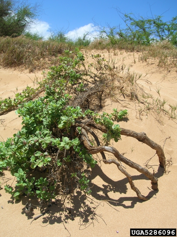 beach vitex (Vitex rotundifolia)