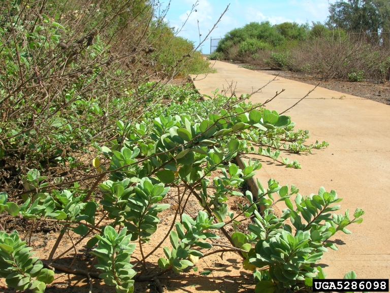 beach vitex (Vitex rotundifolia L. f.)