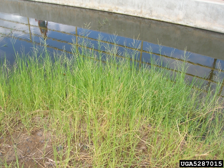 torpedograss (Panicum repens)