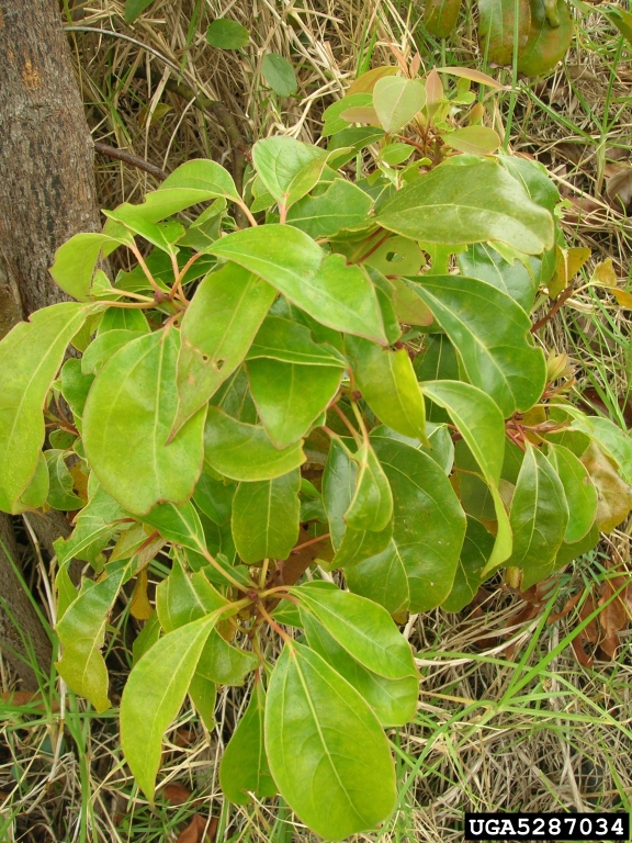 camphortree (Cinnamomum camphora)