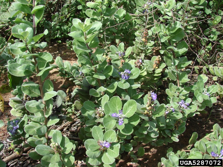 beach vitex (Vitex rotundifolia)