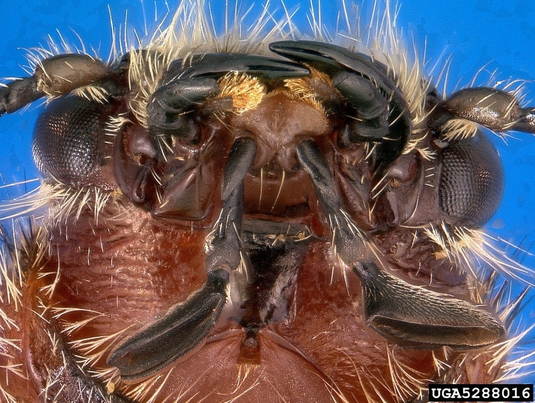 orange-banded clerid (Enoclerus ichneumoneus)