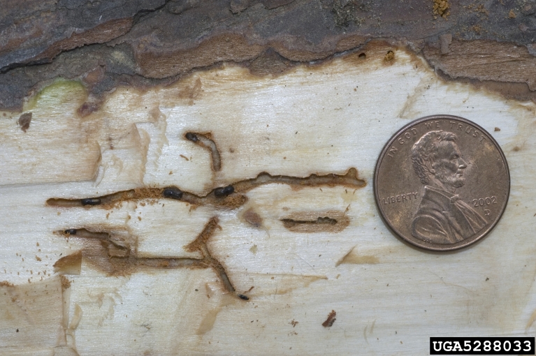 small southern pine engraver (Ips avulsus)