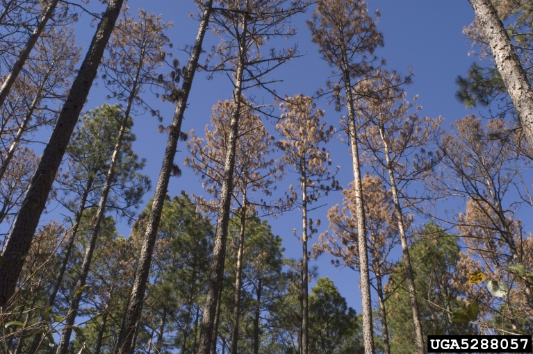 Ips engraver beetles (Genus Ips De Geer 1775)