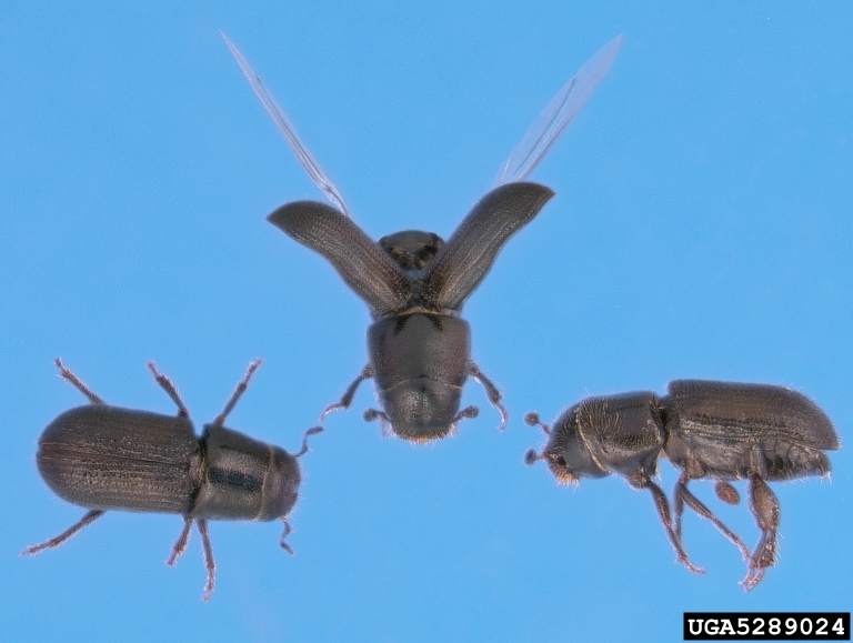 southern pine beetle (Dendroctonus frontalis)